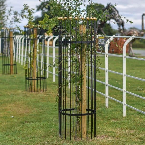 "Titan" Tree Guard - Black | Black Country Metalworks
