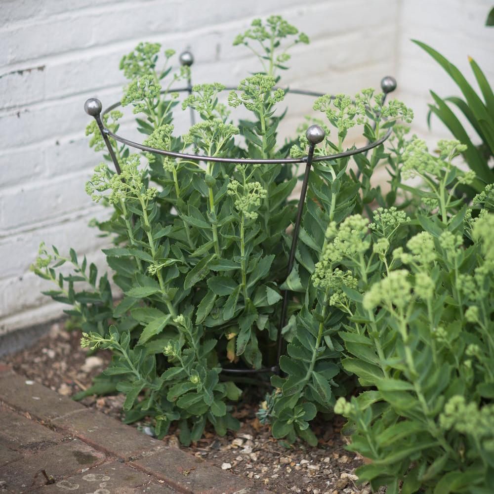 Plant Supports | Black Country Metalworks