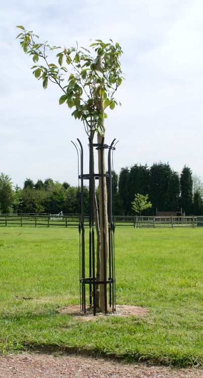 “Hercules” Tree Guard | Black Country Metalworks