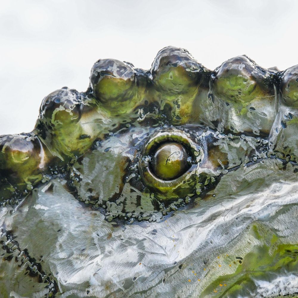 Recycled Metal T-Rex Sculpture | Black Country Metalworks