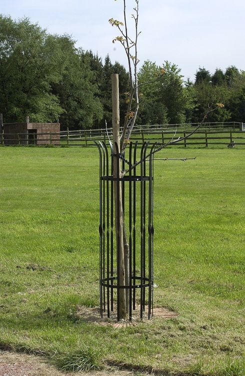 “Hercules” Tree Guard | Black Country Metalworks