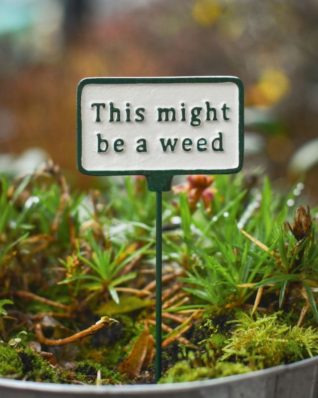 Witty Cast Iron Plant Pot Spike “Might Be a Weed” | Black Country ...