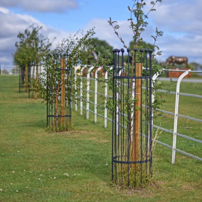 "Titan" Tree Guard - Black | Black Country Metalworks